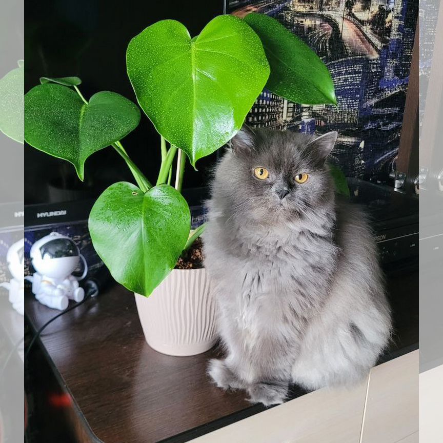 Сибирский, взрослый кот