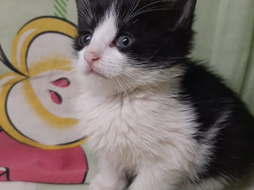 Маленькая Маркизка ищет дом