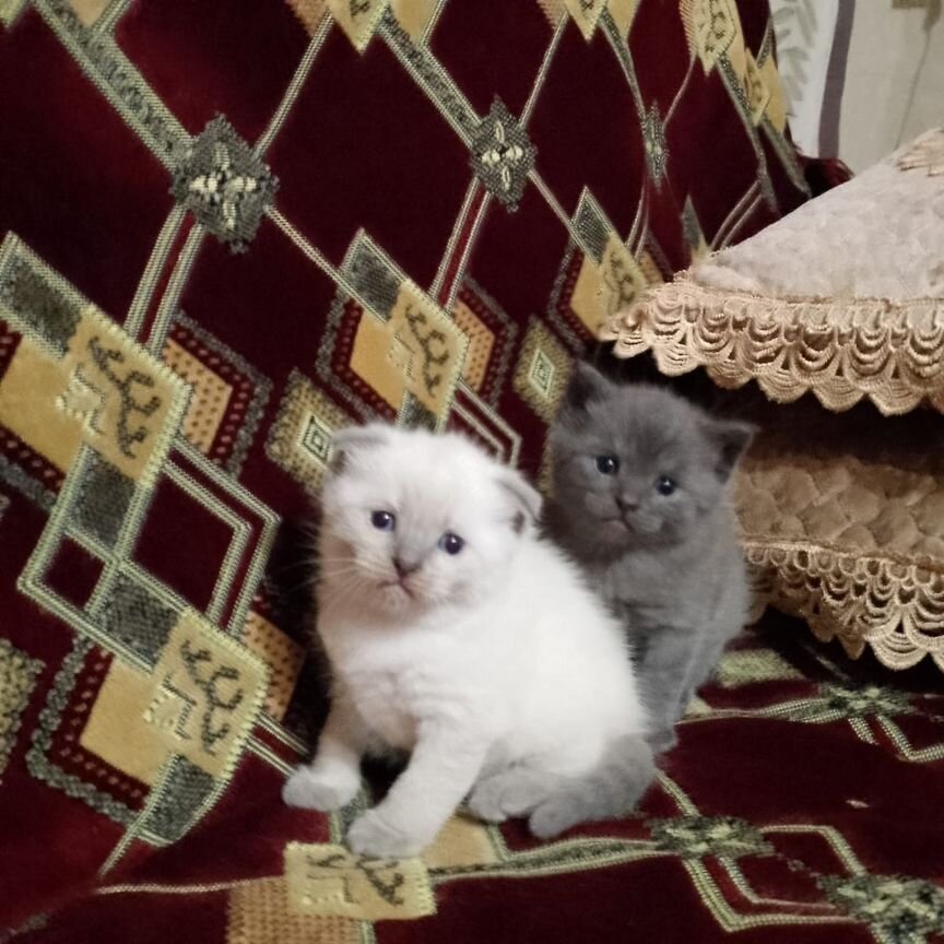 Шотландская вислоухая