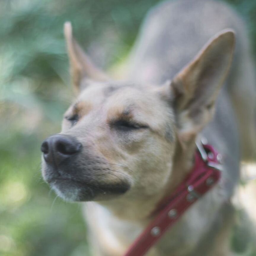 Милая Сильва