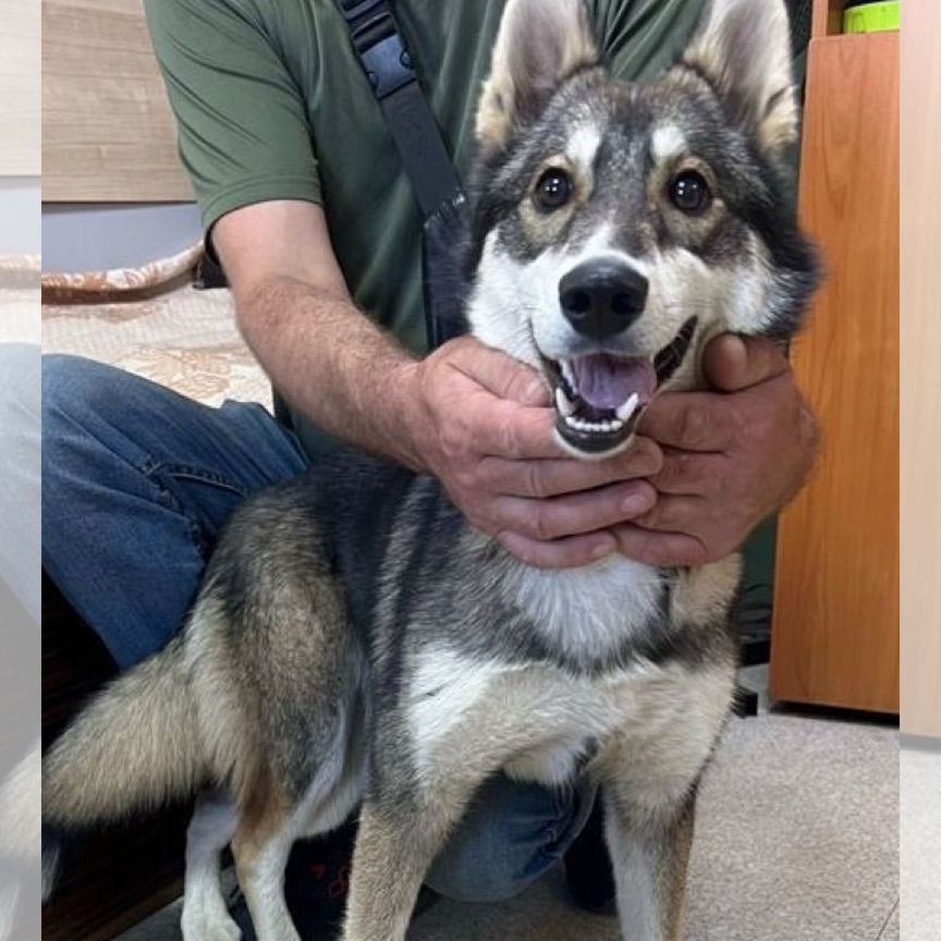 Найдена собака