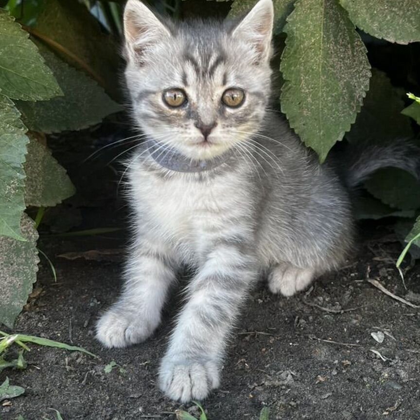 Британские котята