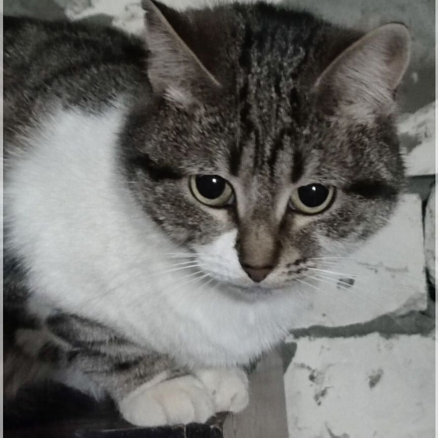 Майя в добрые руки