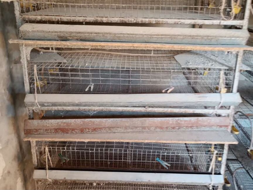 Оборудование для перепелов