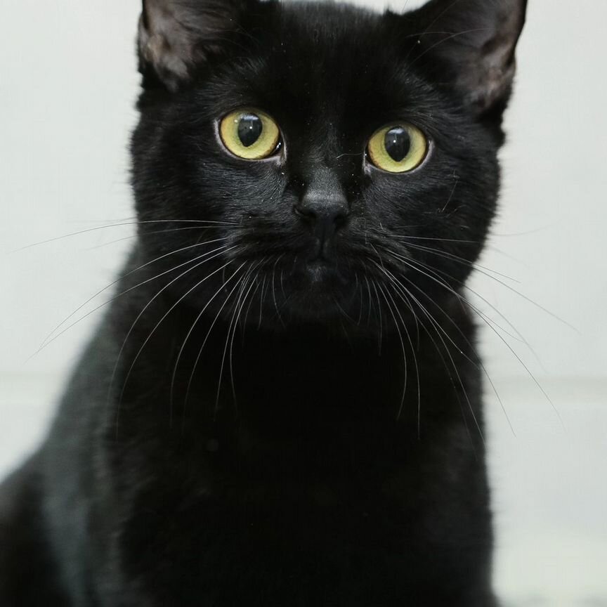 Котенок/кот в добрые руки бесплатно