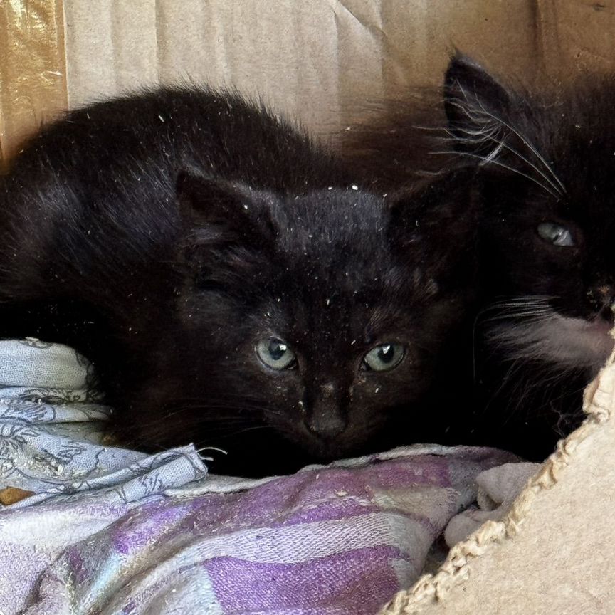 Скромный черныш ищет дом