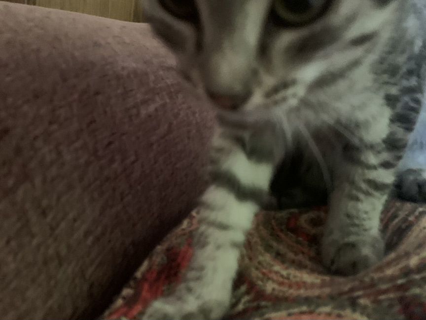 Котёнок полосатый:3