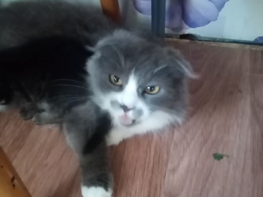 Домашние животные котята