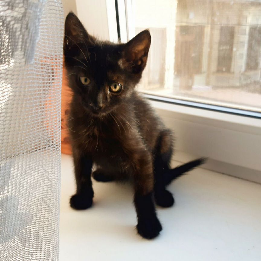 Котята в добрые руки бесплатно мальчик