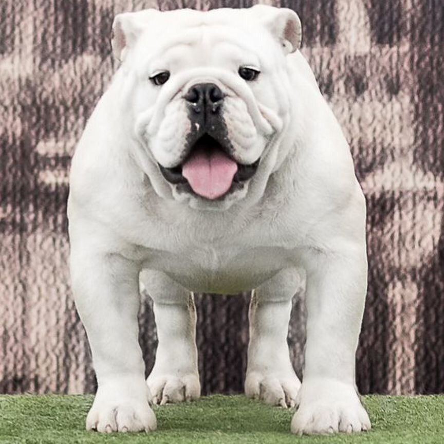 Продается английский бульдог