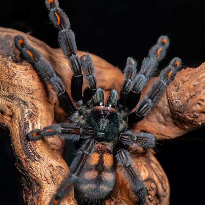 Птицеед Psalmopoeus irminia