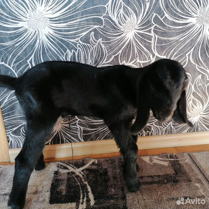 Англонубийские козлята