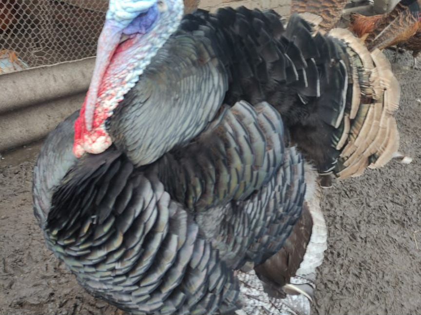 Индюки домашние.индоутки