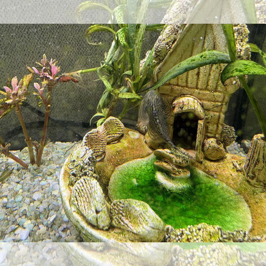 Аквариум с рыбками