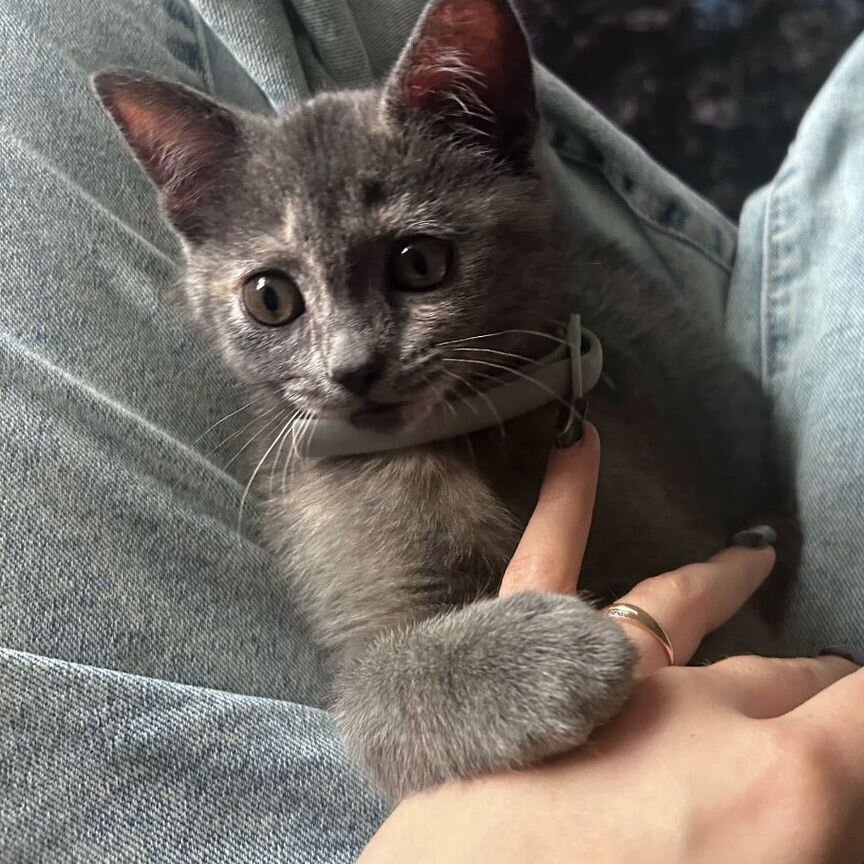 Котёнок в добрые руки