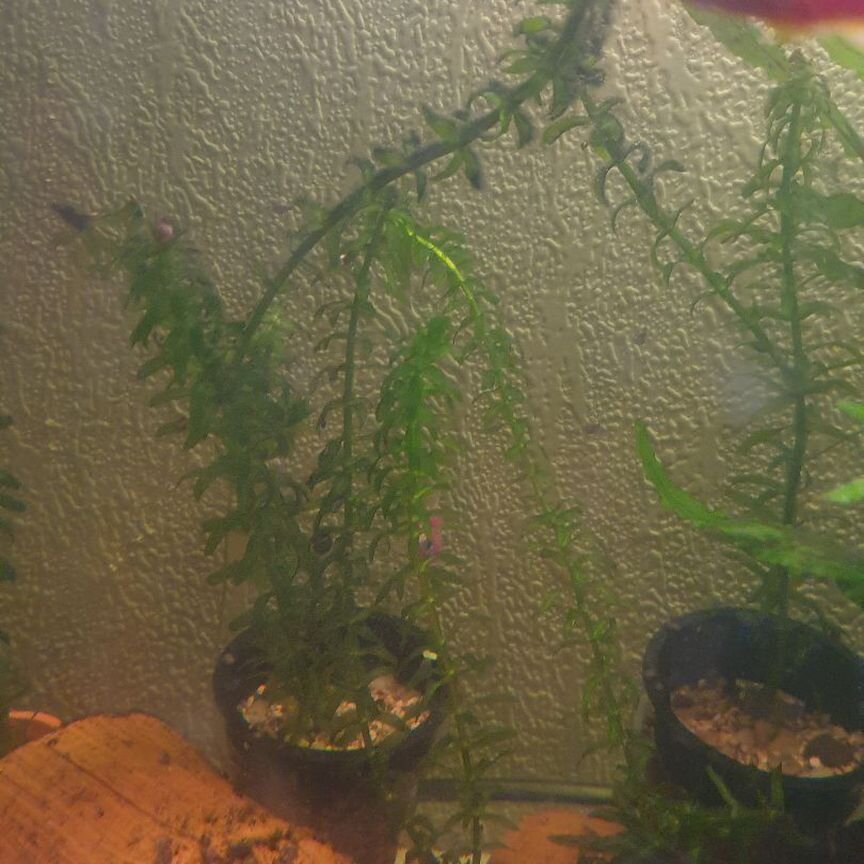 Аквариумные растения