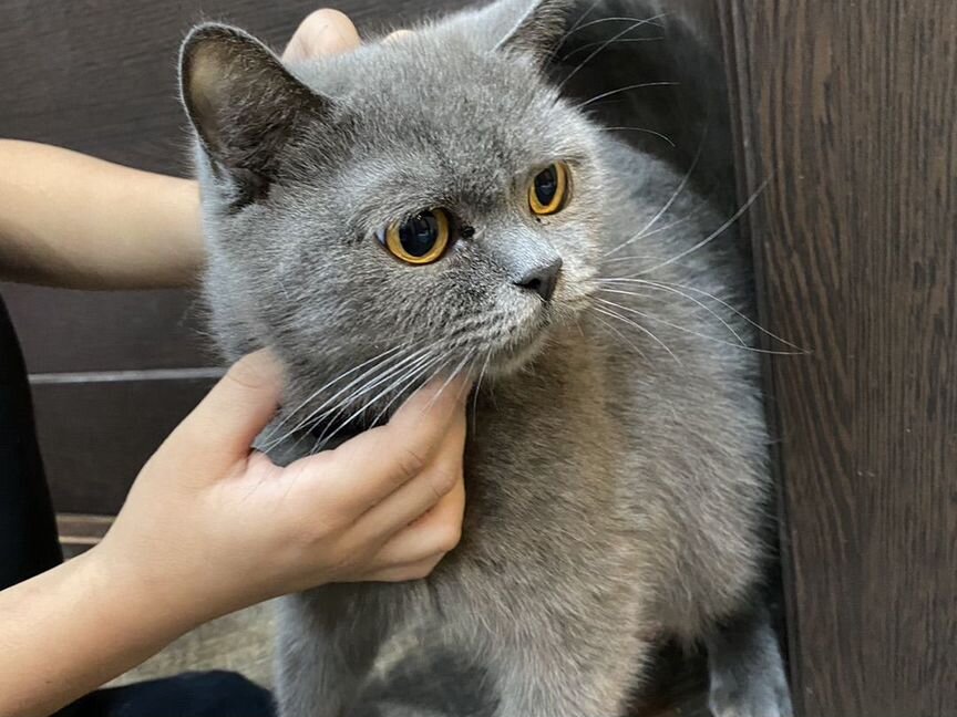 Британская