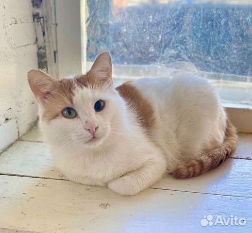 Мурзик ждёт своего хозяина