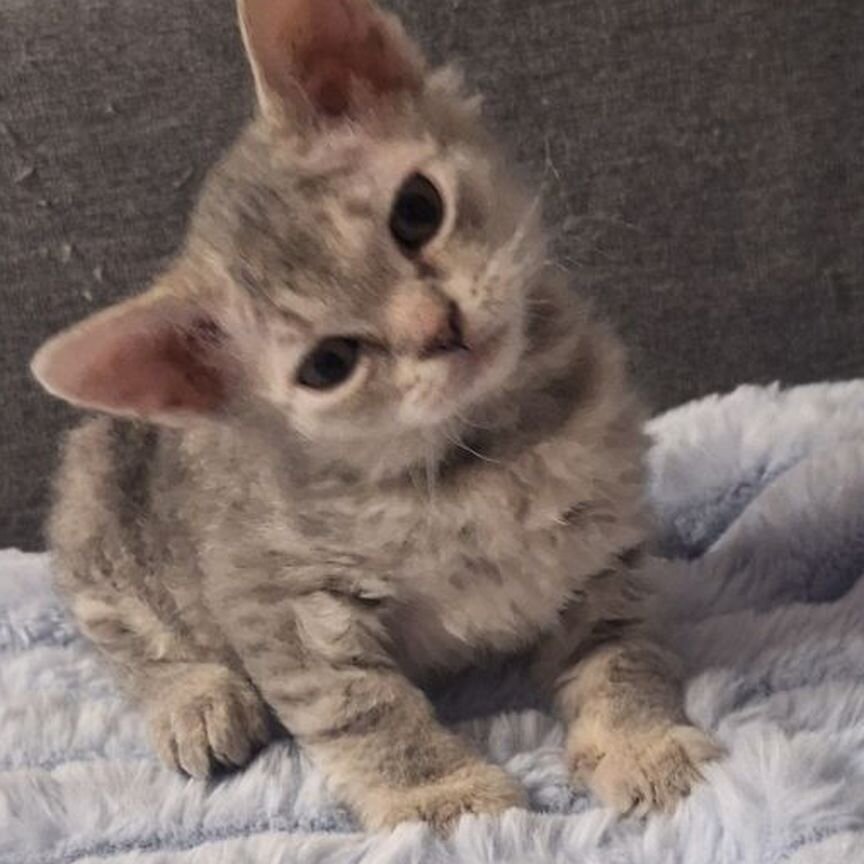 Корниш-рекс котёнок