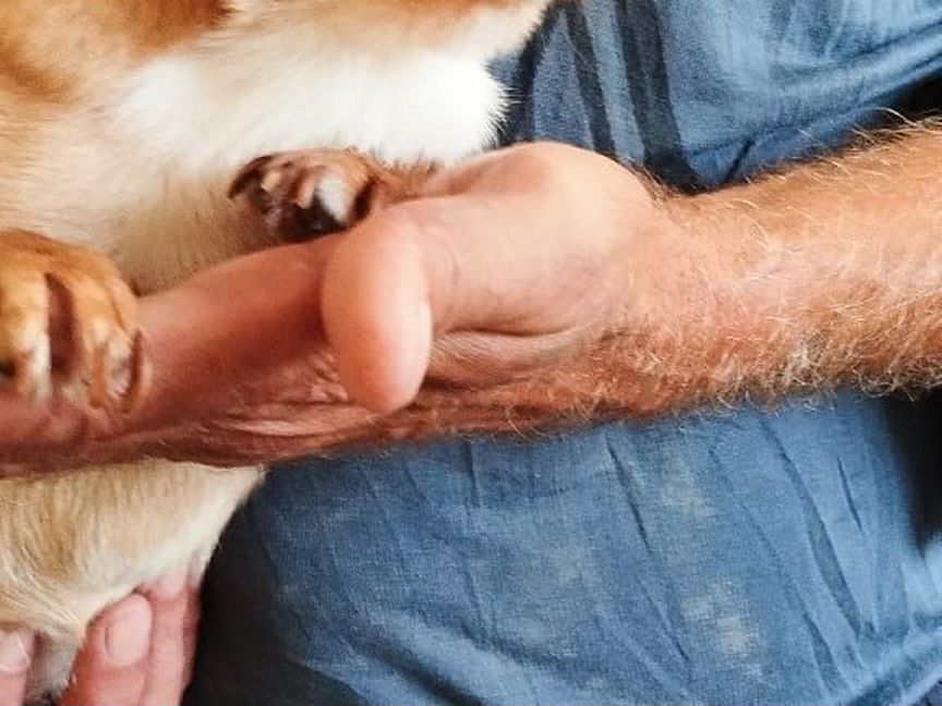 Щенки чихуахуа