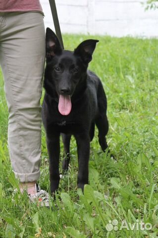 Обидно, что я не породистая