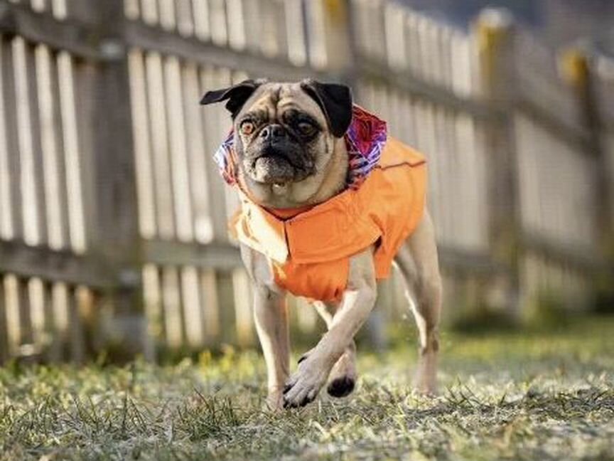 Дождевик для собак Puppia