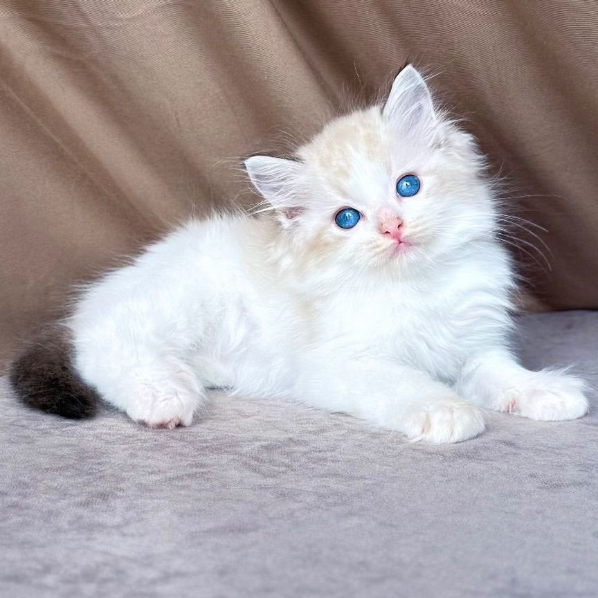 Рэгдолл котёнок
