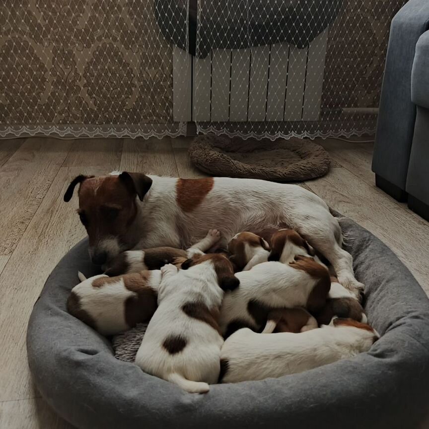 Джек-рассел-терьер, щенок