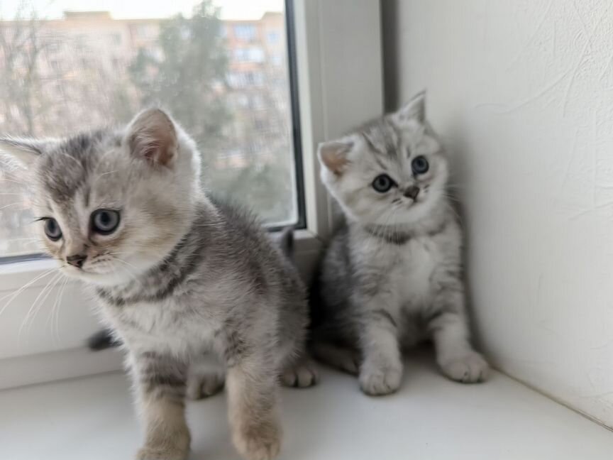 Шотландские прямоухие котята