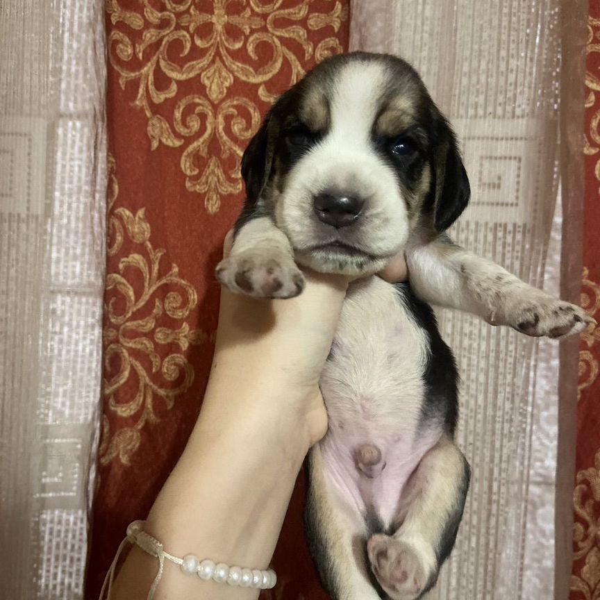 Малыши Бигля