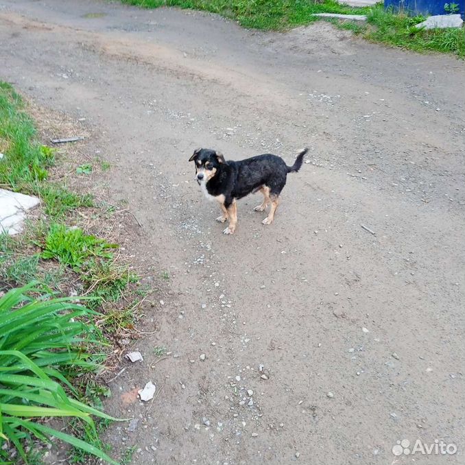 Песик по кличке Бом