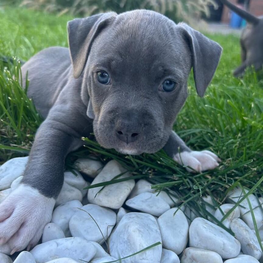 Щенки американского стаффорда