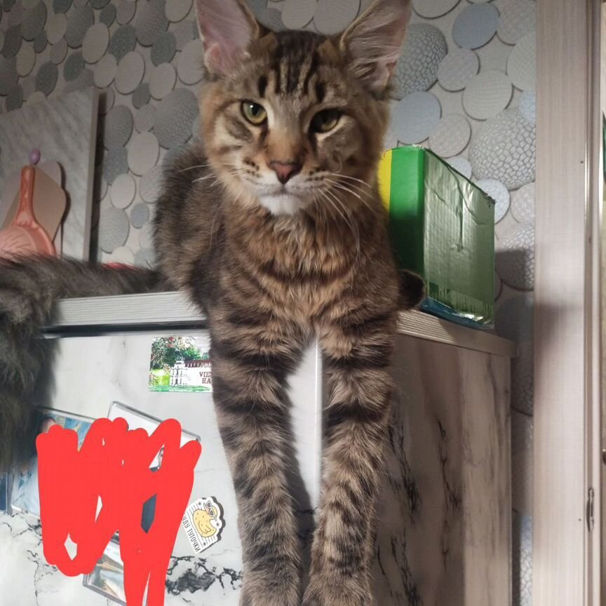 Мейн-кун котёнок