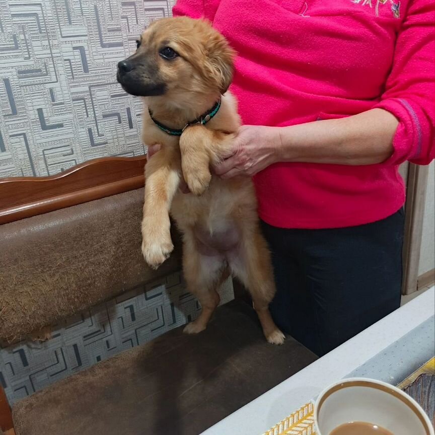Щенок в добрые руки