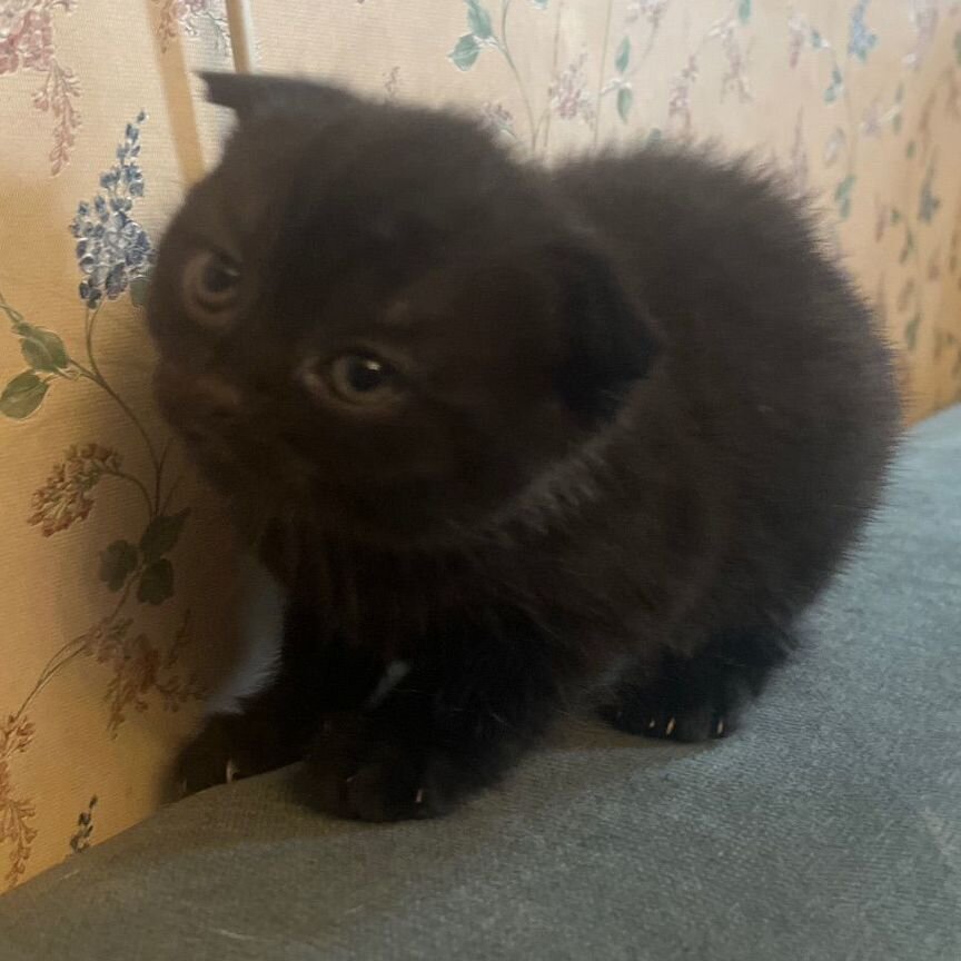 Шотландский вислоухий короткошёрстный котёнок