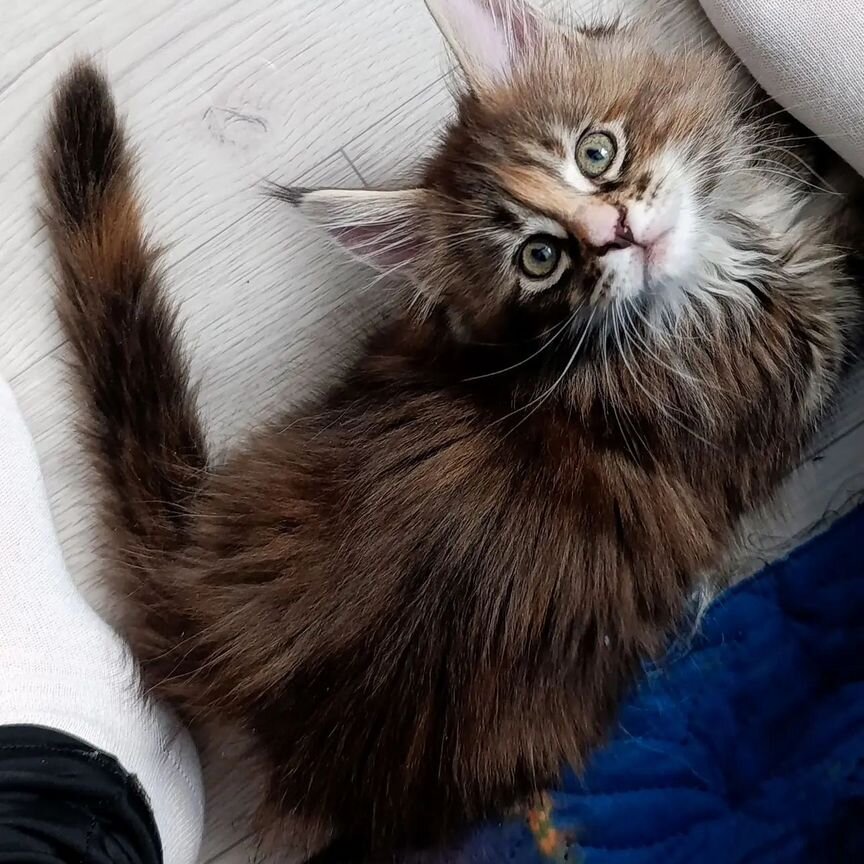 Мейн-кун котёнок