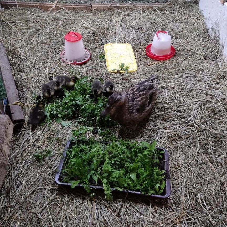 Продам утят подсаной кряквы