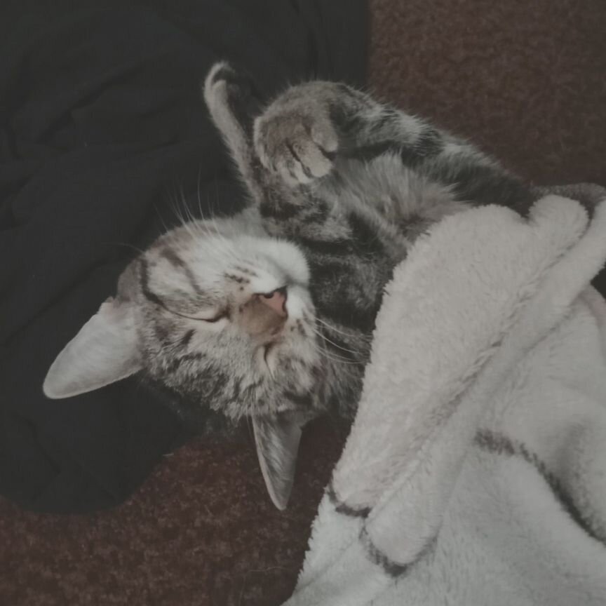 Отдам в добрые руки