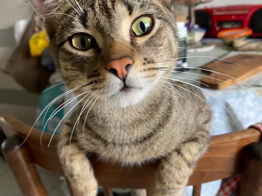 Котик Максик