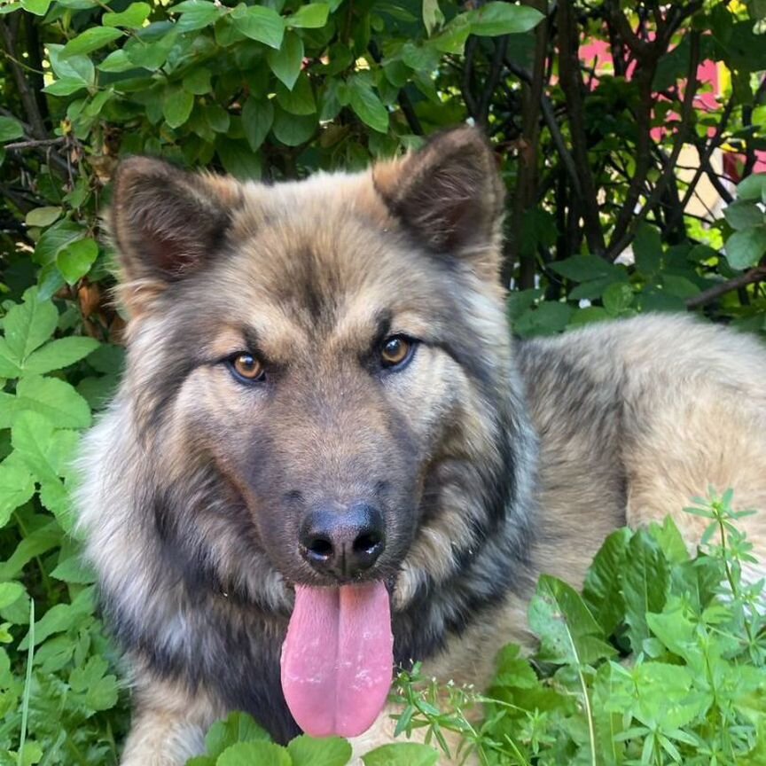 Щенок 8 мес метис овчарки