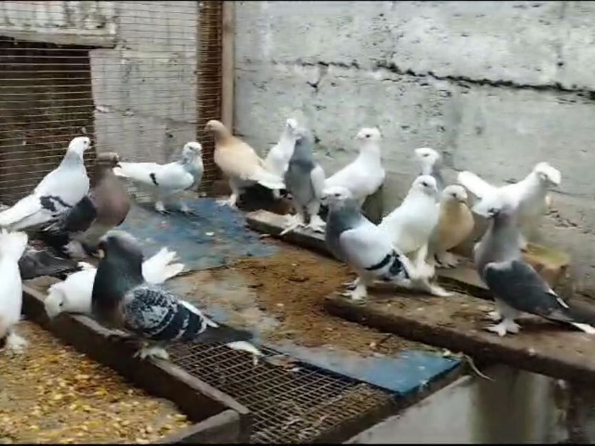 Голуби турецкие такла пару