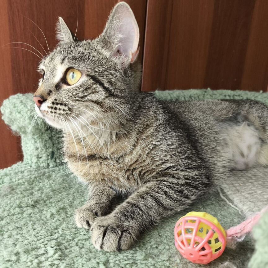 Европейский короткошёрстный котёнок
