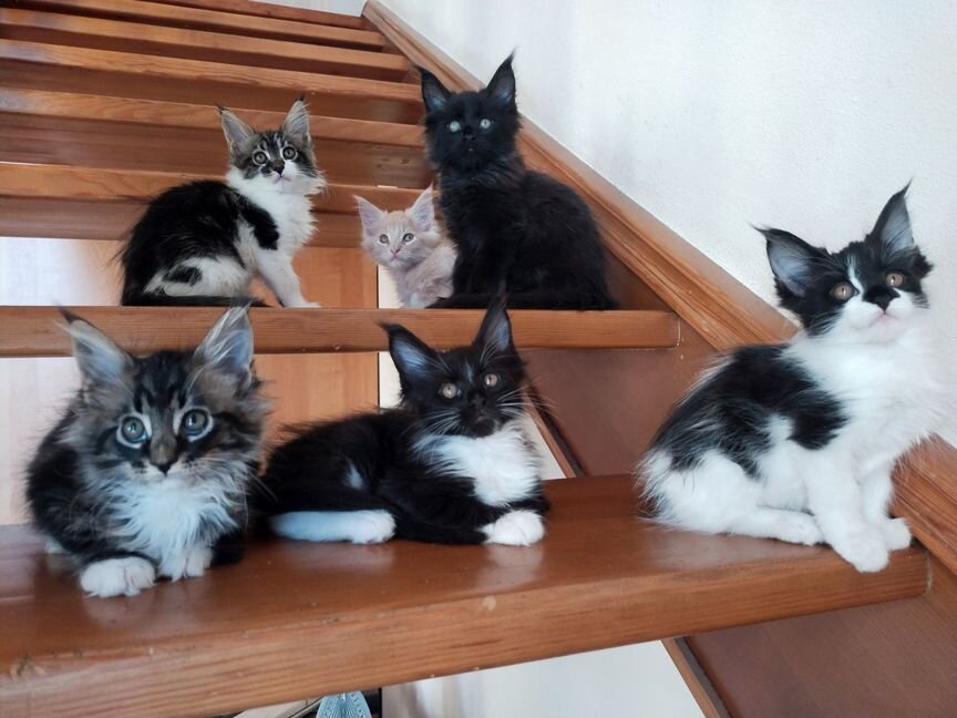 Котята мейн-кун