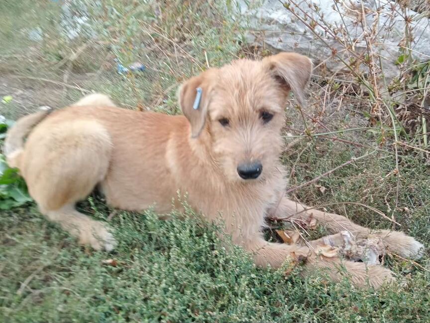 Ирландский пшеничный терьер