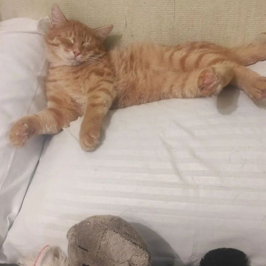 Взрослый кот в добрые руки