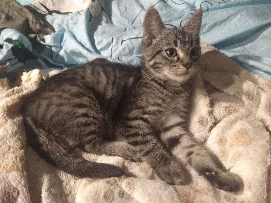 Котик ищет хороший дом