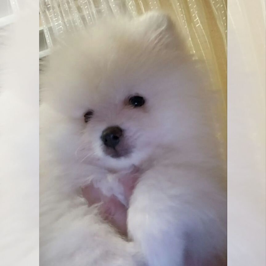 Померанский шпиц, щенок