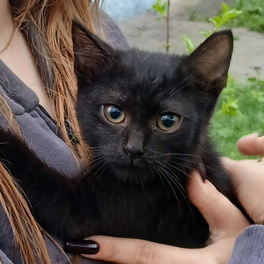 Котенок в добрые руки