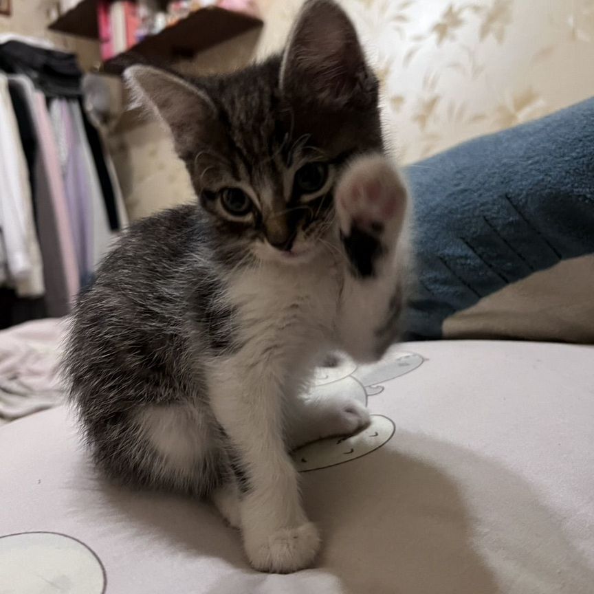 Котята в добрые руки бесплатно девочка