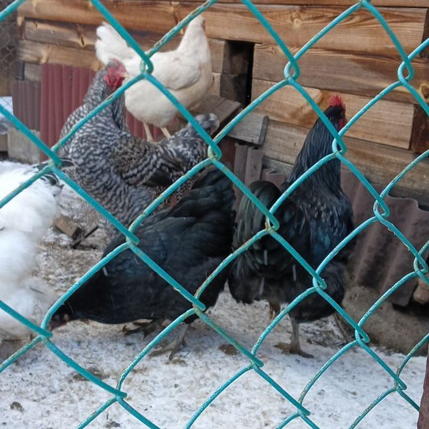 Петухи брама и джерсинс. гигант